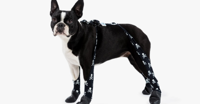 Paws Down…Tails Up | New York Lifestyles Magazine