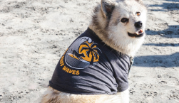 Paws Down…Tails Up | New York Lifestyles Magazine